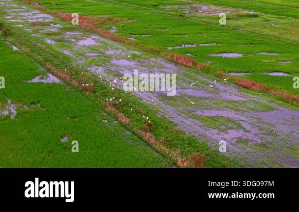 Paddy field is flooded with water and egret birds are flying over it ...