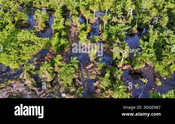 A green lush bush with flood water. The water is brown and murky. Trees ...