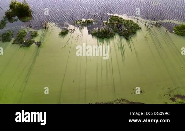 A green body of water with plants growing in it. The water is murky and ...