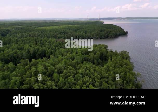 A forest with a body of water in the background. The water is calm and ...