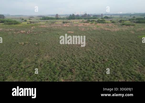 A field with a few trees in the background. The grass is brown and dry ...