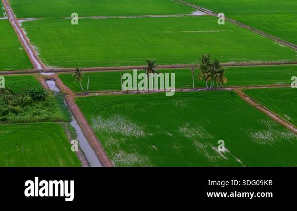 Field of green rice with palm trees in the background. The field is ...