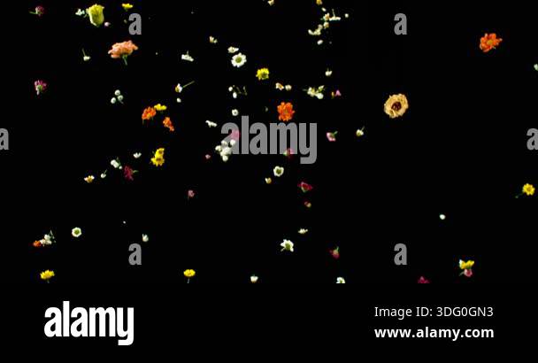 Flying Meadow Flowers in Super Slow Motion. Colorful Wildflower Petals ...