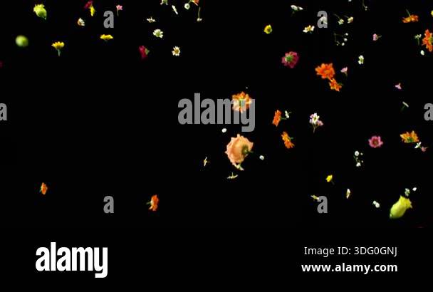 Flying Meadow Flowers in Super Slow Motion. Colorful Wildflower Petals ...