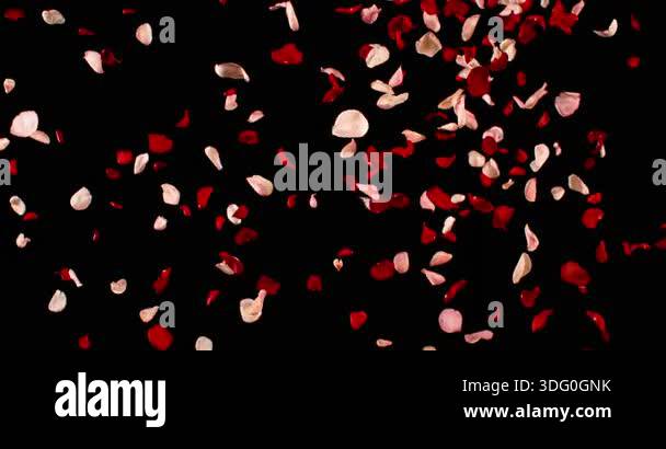 Flying Dark Red and Pink Rose Petals Isolated on Black Background. High ...