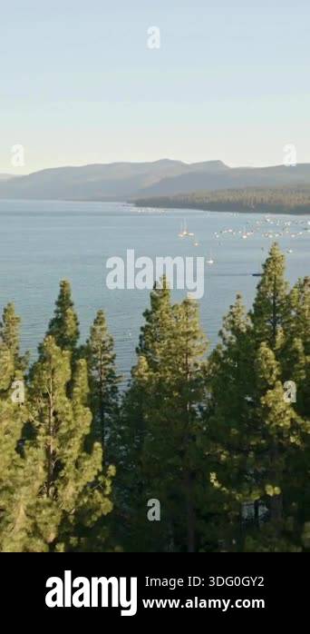 High angle aerial shot slowly descends over tall evergreen pine trees ...