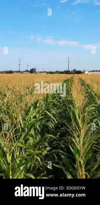 Low angle shot showing rows of vibrant green corn stalks in a vast ...
