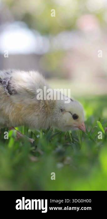Close up low angle view of cute baby chick with black spot on head ...