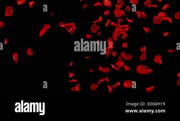 Flying Dark Red Rose Petals Isolated on Black Background. High-speed ...