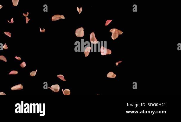Flying Pink Rose Petals Isolated on Black Background. High-speed Slow ...