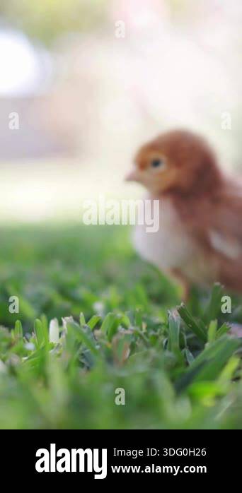 Close up low angle view of cute brown baby chick standing in green ...
