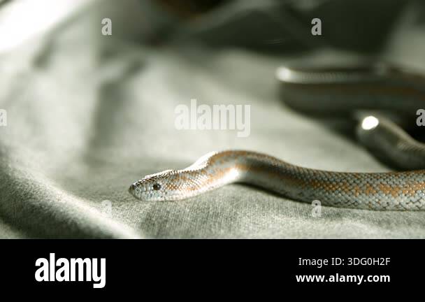 A small rosy boa snake with orange and grey patterns flicks its tongue ...