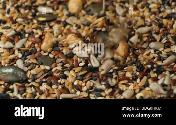 A blend of healthy superfood seeds pour slow motion sunflower, pumpkin ...