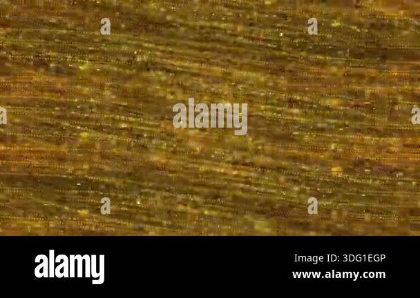 digital data transfer, golden energy lines flowing, gold particles ...