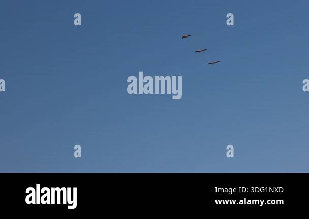 A flock of white pelicans soaring in the blue sky. The birds are ...