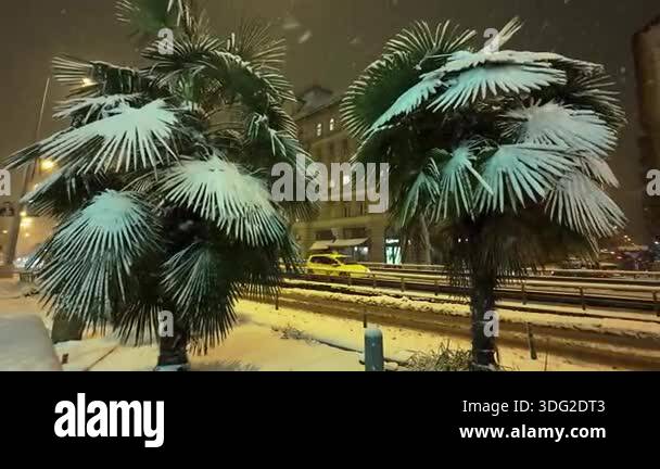Two palm trees covered in snow stand on a city street at night during a ...