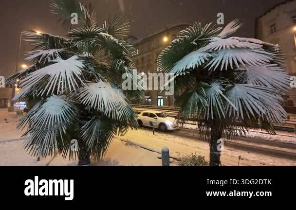 Snowflakes fall on palm trees covered in white snow on a city street at ...