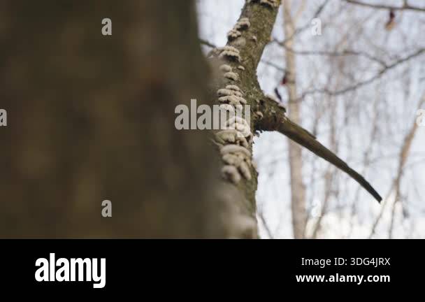 A colony of fungi grows on the trunk of a dead tree Stock Video Footage ...