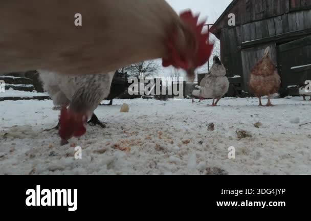 Chickens eat grain in the village yard. Ground level shot Stock Video ...