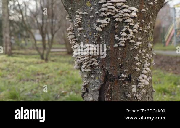 A colony of fungi grows on the trunk of a dead tree Stock Video Footage ...