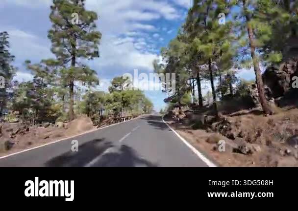 Scenic mountain road through pine forest in Tenerife with asphalt ...