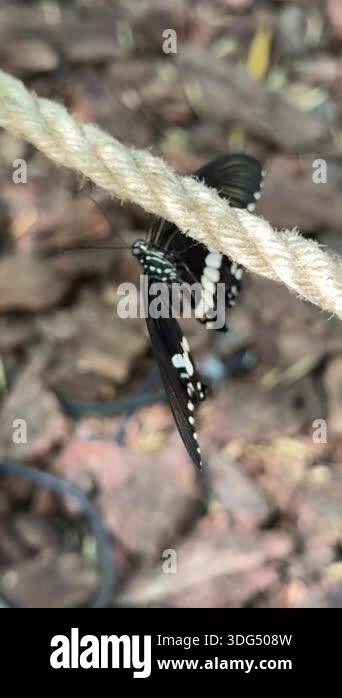 A group of small, bright yellow butterflies gathered on the sandy or ...