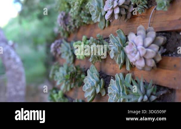 Close up of green and purple succulents growing in a vertical wooden ...
