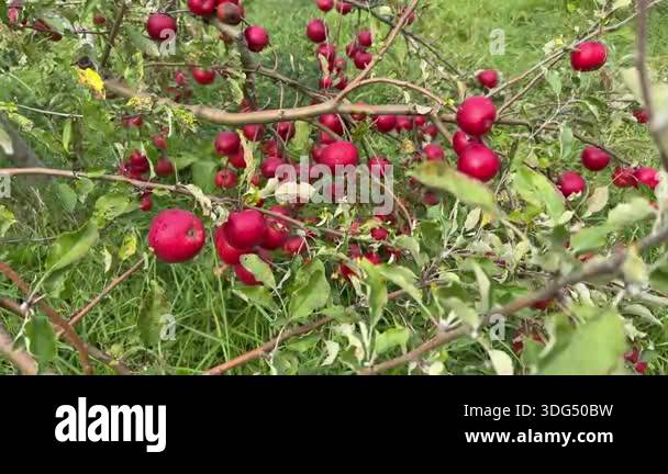 Fresh red apples hanging on tree branch with blue sky at Shimla ...