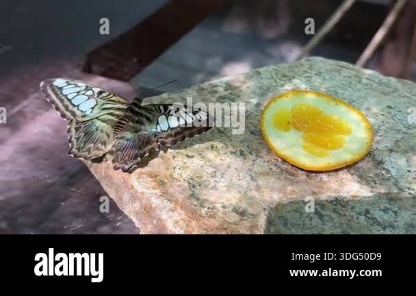 High-angle shot of a vibrant orange Fritillary butterfly with black ...