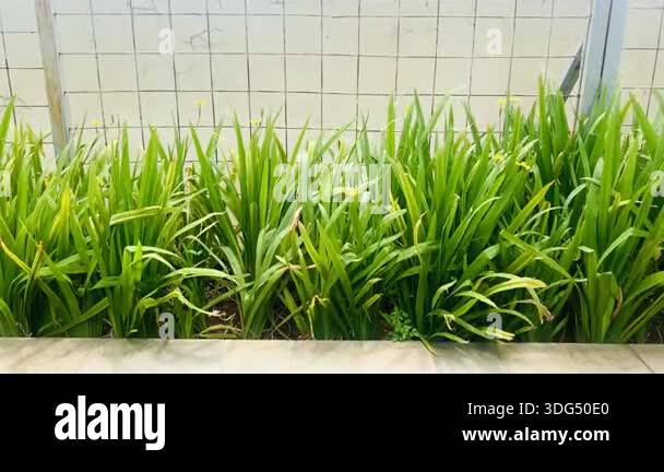 Green grass as a hedge that sways in the wind, with an iron fence and ...