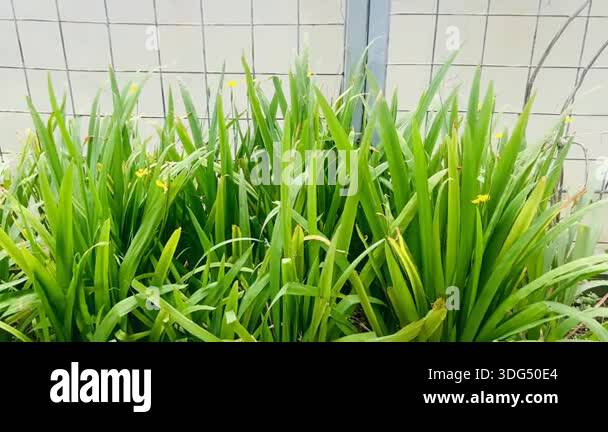 Green grass as a hedge that sways in the wind, with an iron fence and ...