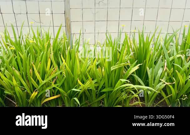 Green grass as a hedge that sways in the wind, with an iron fence and ...