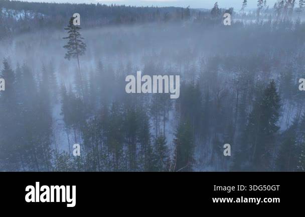 Slow aerial drone push forward over foggy winter forest with snow ...