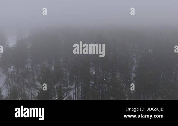 Slow aerial drone push forward trough foggy winter forest with soft ...