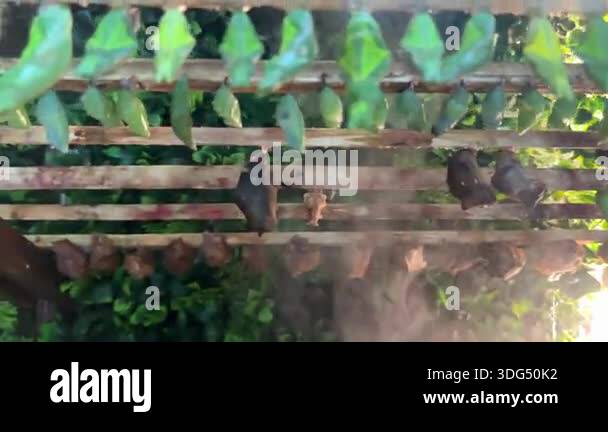 Delicate papilio butterfly chrysalis hangs from plant stem nestled ...