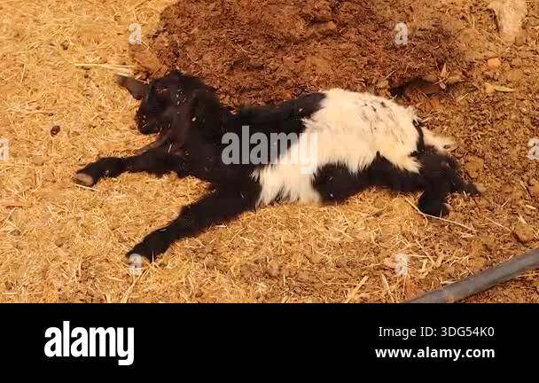 Dead baby goat lying on straw in a rural farm, with flies indicating ...