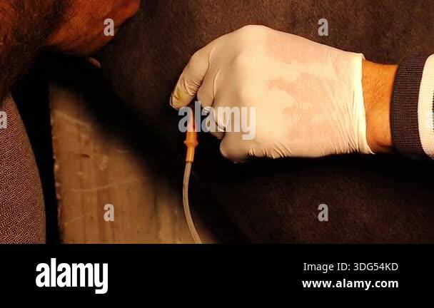 Veterinarian gives intravenous serum to a cow, confirming blood flow in ...