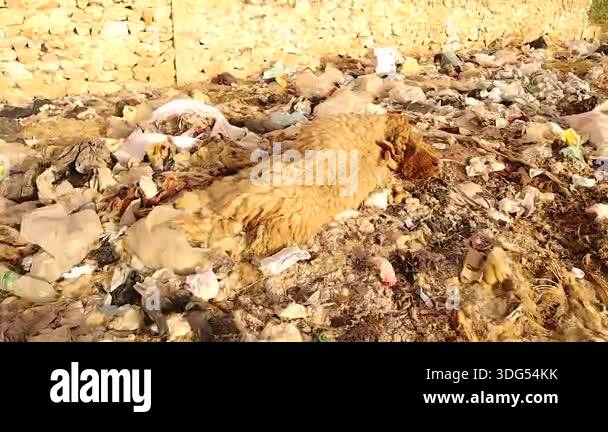 Dead sheep dumped among plastic waste, Disease transmission risks, poor ...