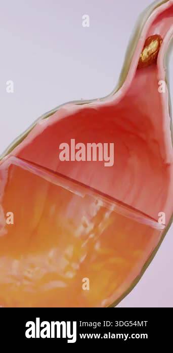 intestinal villi, Red microvilli in a intestinal tract. close-up ...