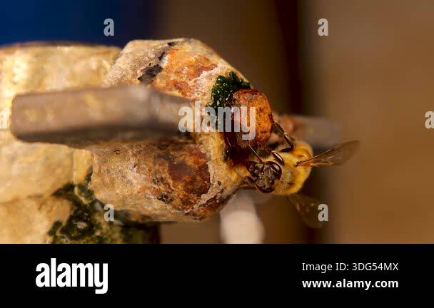 Thirsty honeybee desperately drinks water leaking from a faucet during ...
