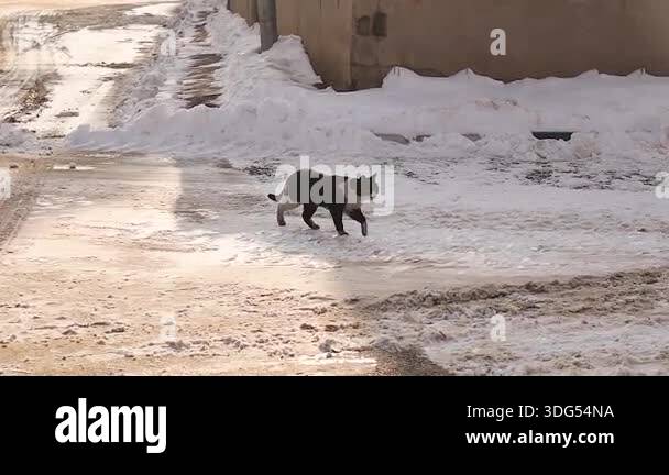 stray cat moves across a snowy city street, struggling through winter ...