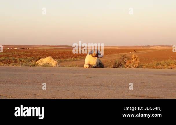 Injured stray mother dog hit by a car rests on a rural roadside before ...