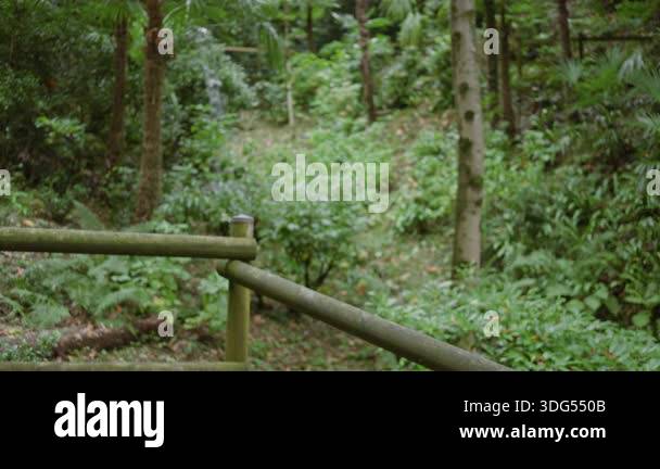 Blurred forest railing in soft bokeh with mossy wood posts, ferns and defocused trunks along a ...
