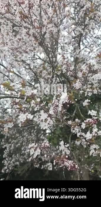 Slow motion highlights dense flowering canopy, delicate petals, and ...