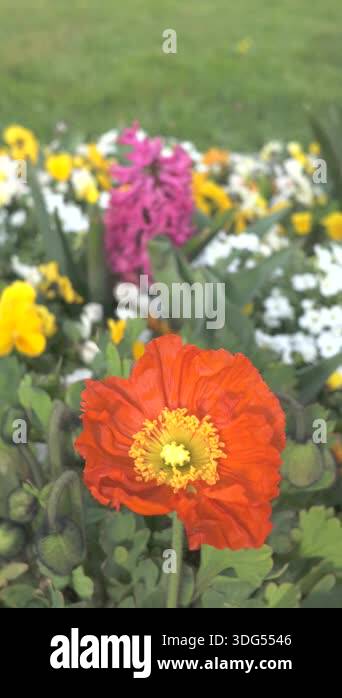 Handheld slow motion centers vibrant poppy while surrounding flowers ...