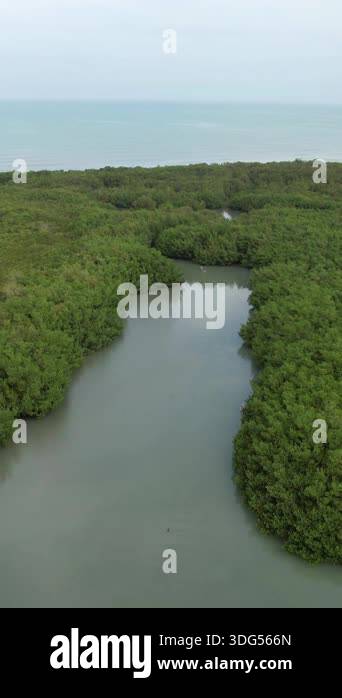 Aerial drone shot of a lush green mangrove forest with a winding river ...