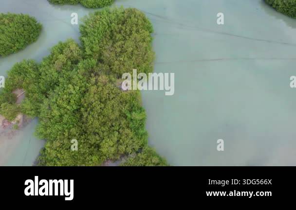Drone view flying over a lush mangrove forest and a small fishing ...