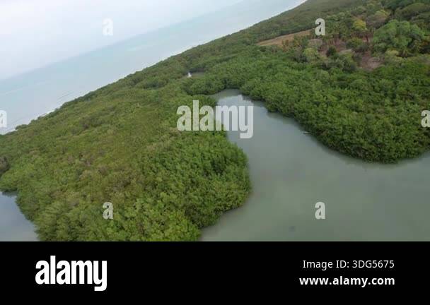 Beautiful aerial footage showing the lush green mangrove forest and a ...