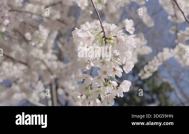 Gentle blossom tree on blue sky. Flower of fruit tree. Spring flower ...