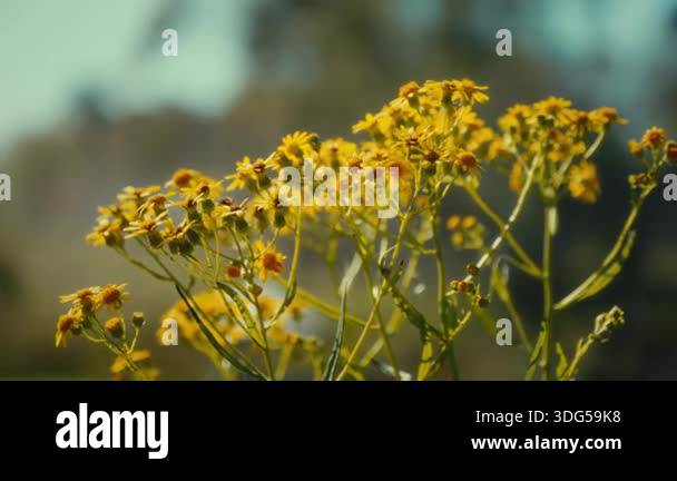 Close-up of yellow wildflowers swaying in the breeze with soft bokeh ...